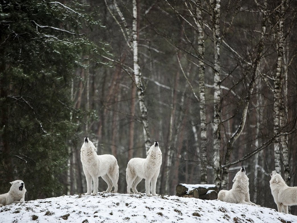 Whole Prey Pet Food for Raw Feeding – My Pet Carnivore