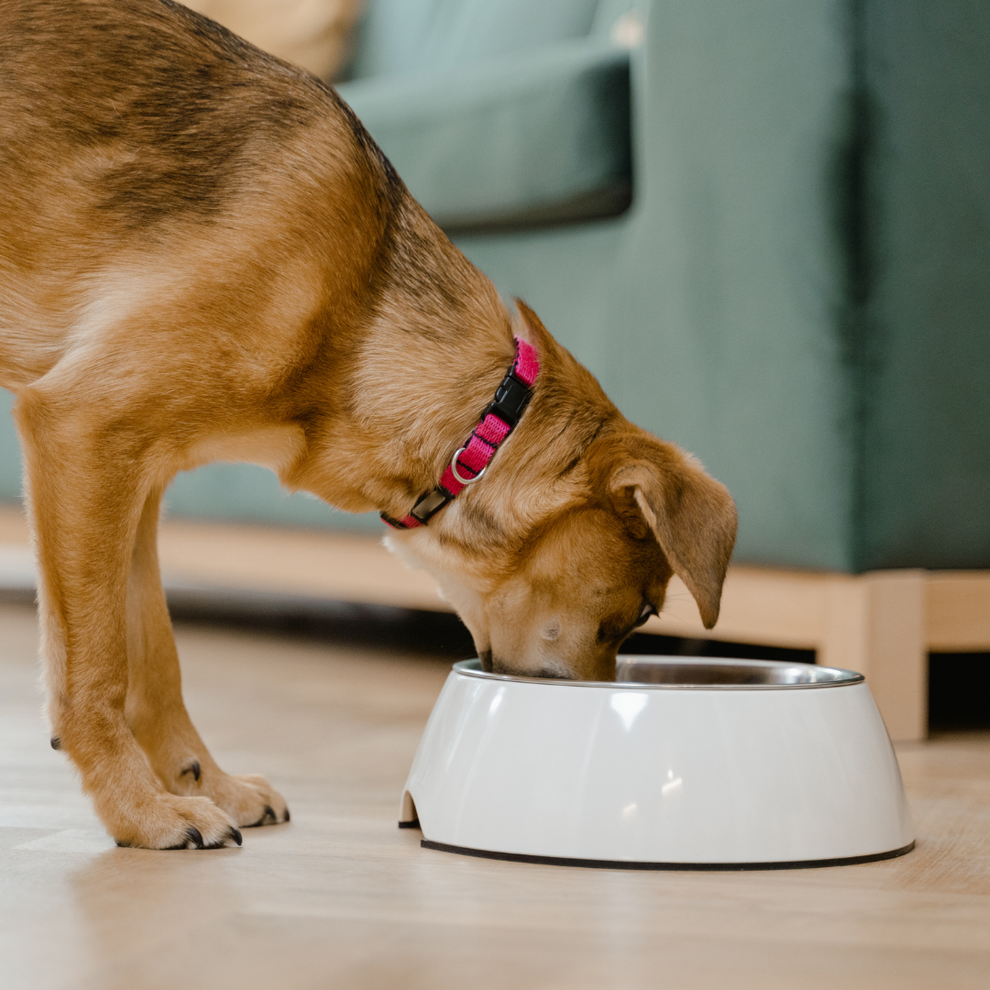 Starter Sampler - For Dogs + Free Shipping – My Pet Carnivore