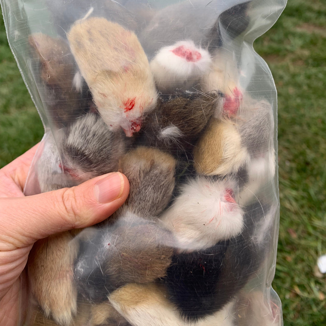 Whole-Prey Rabbit – My Pet Carnivore