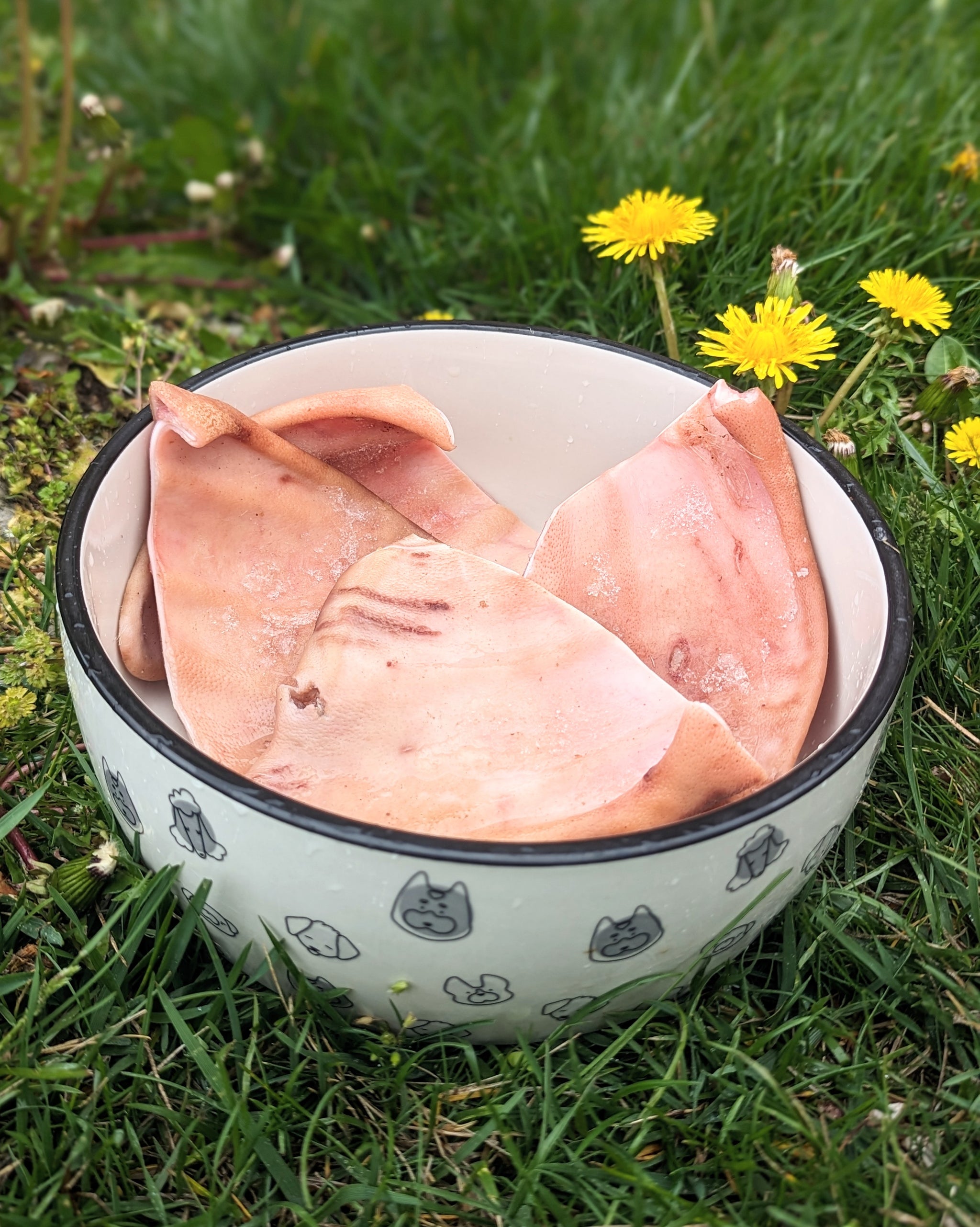 Raw Pig Ears for Dogs – Raw Muscle Meat-10 Pack – My Pet Carnivore