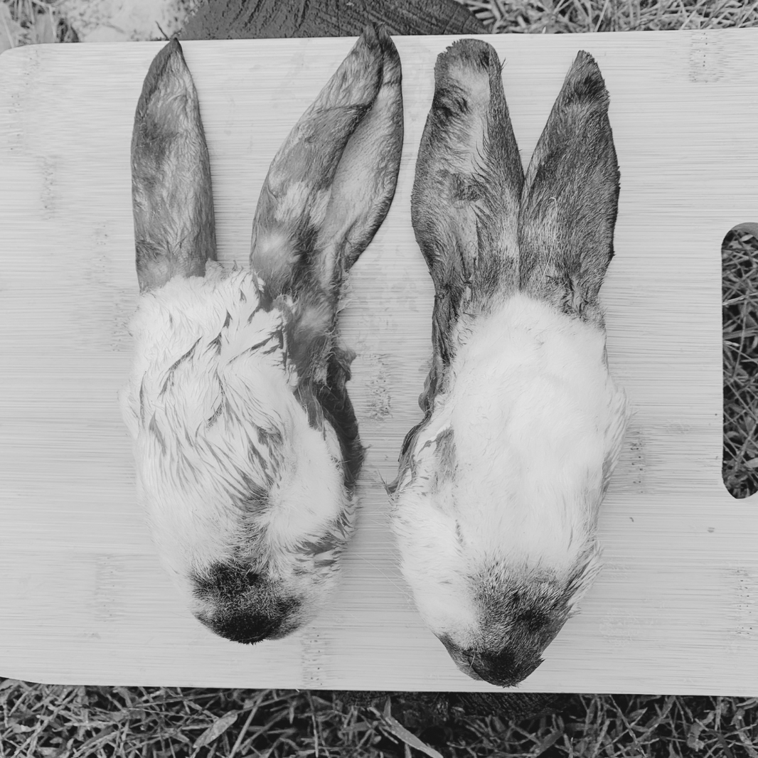 Whole-Prey Rabbit – My Pet Carnivore