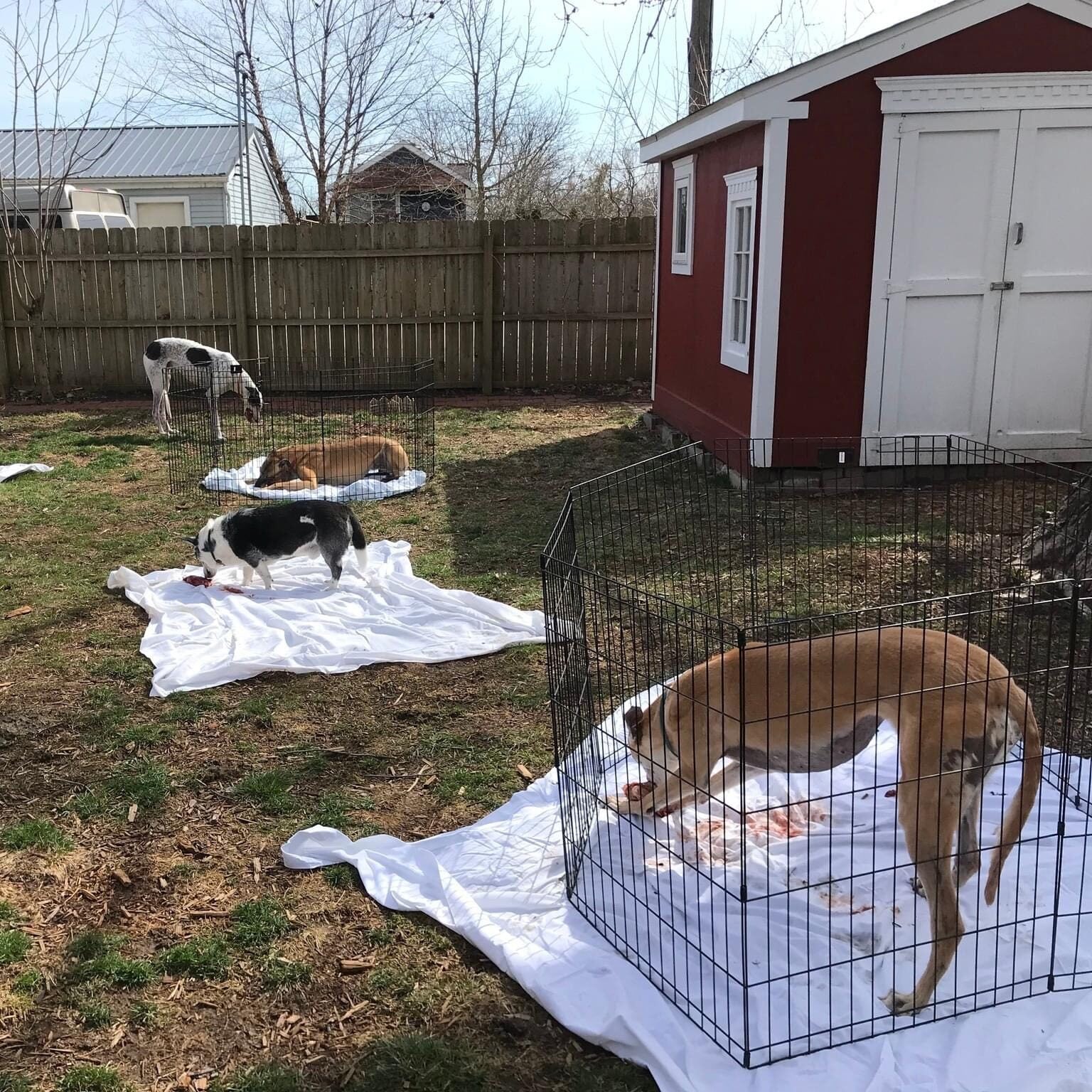 Beef Gullet-Whole – My Pet Carnivore