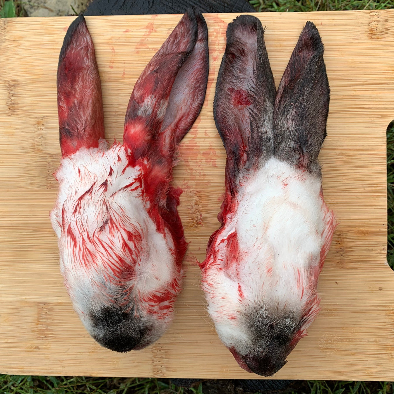 Rabbit Heads - 2 pack – My Pet Carnivore