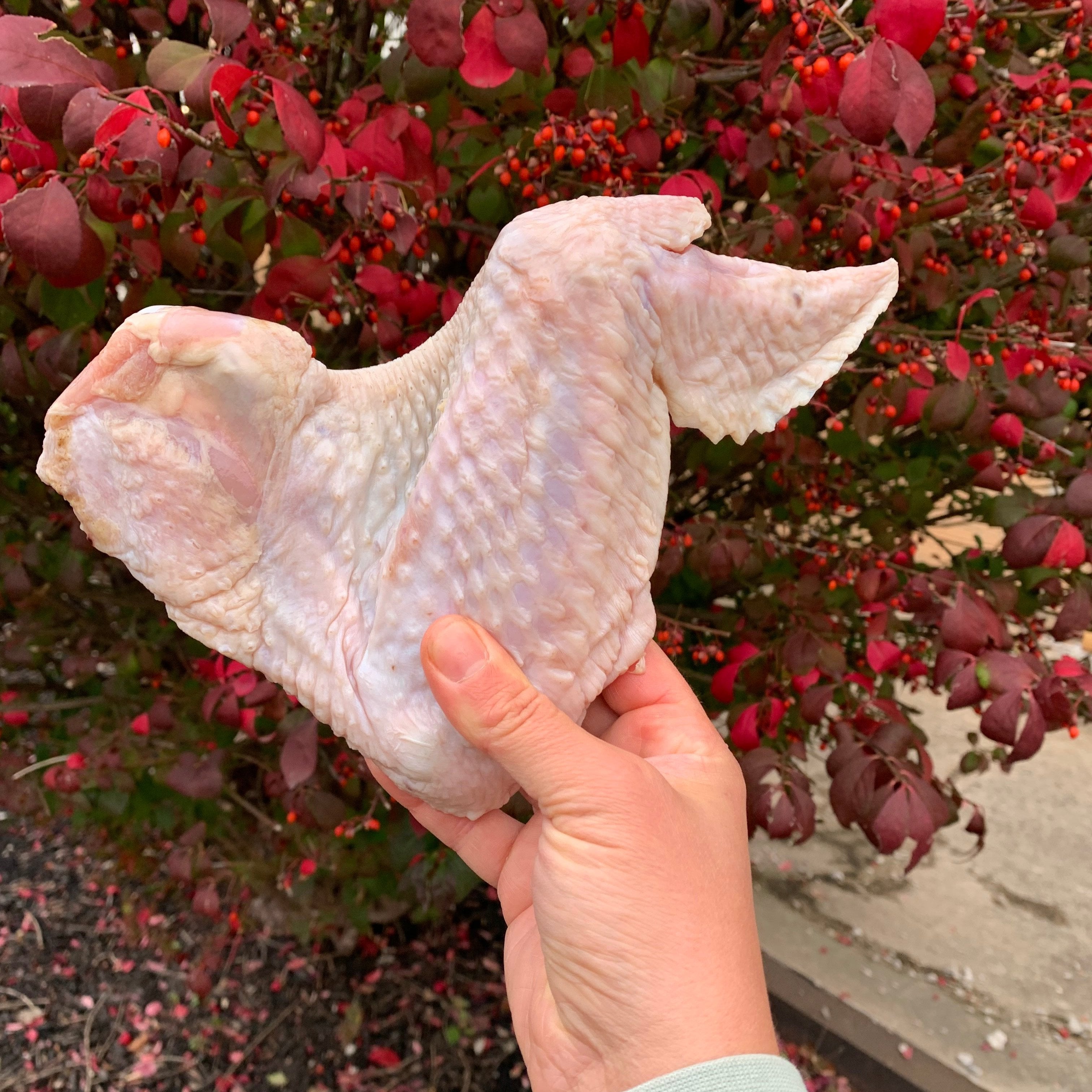 Whole Turkey Wings for Dogs – Raw Edible Bone-2 Pack – My Pet Carnivore